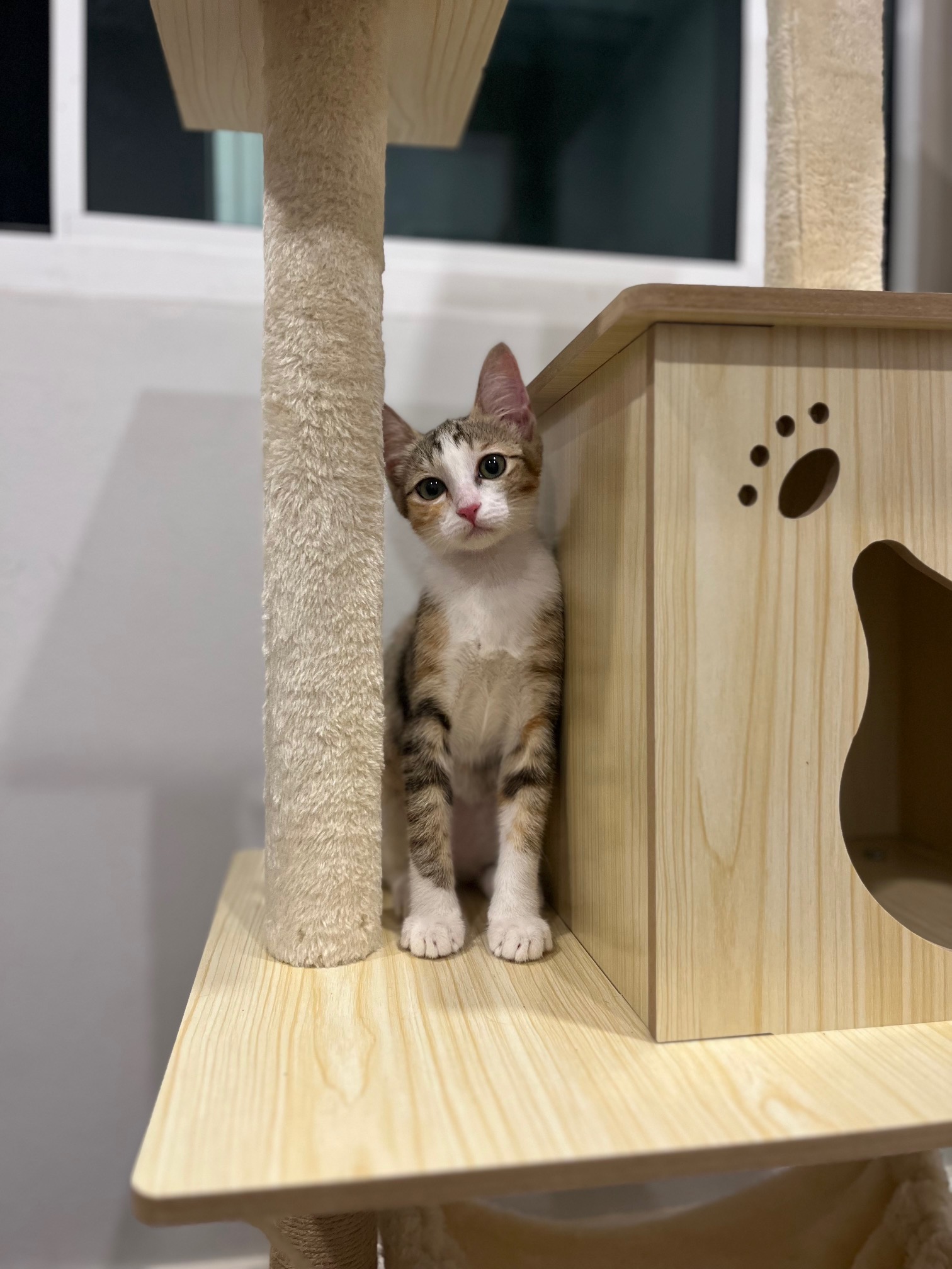 Zen Kitty World